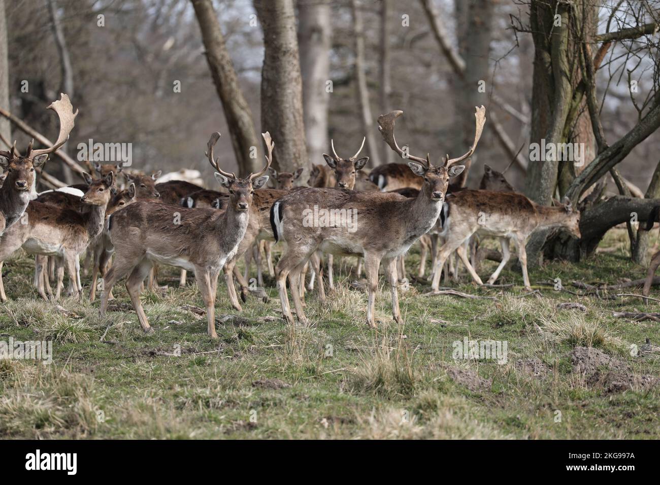 European fallow deer, Dama dama, Family Cervidae, Jægersborg Dyrehave ...