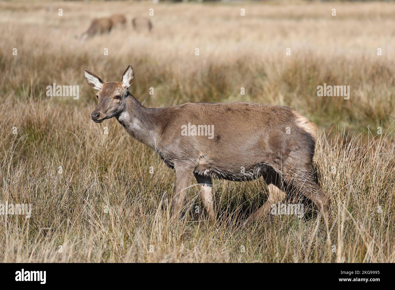 Dyrehaven esbjerg hi-res stock photography and images - Alamy