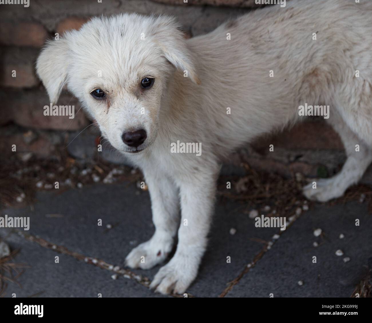 Homeless puppy on the city street Stock Photo - Alamy
