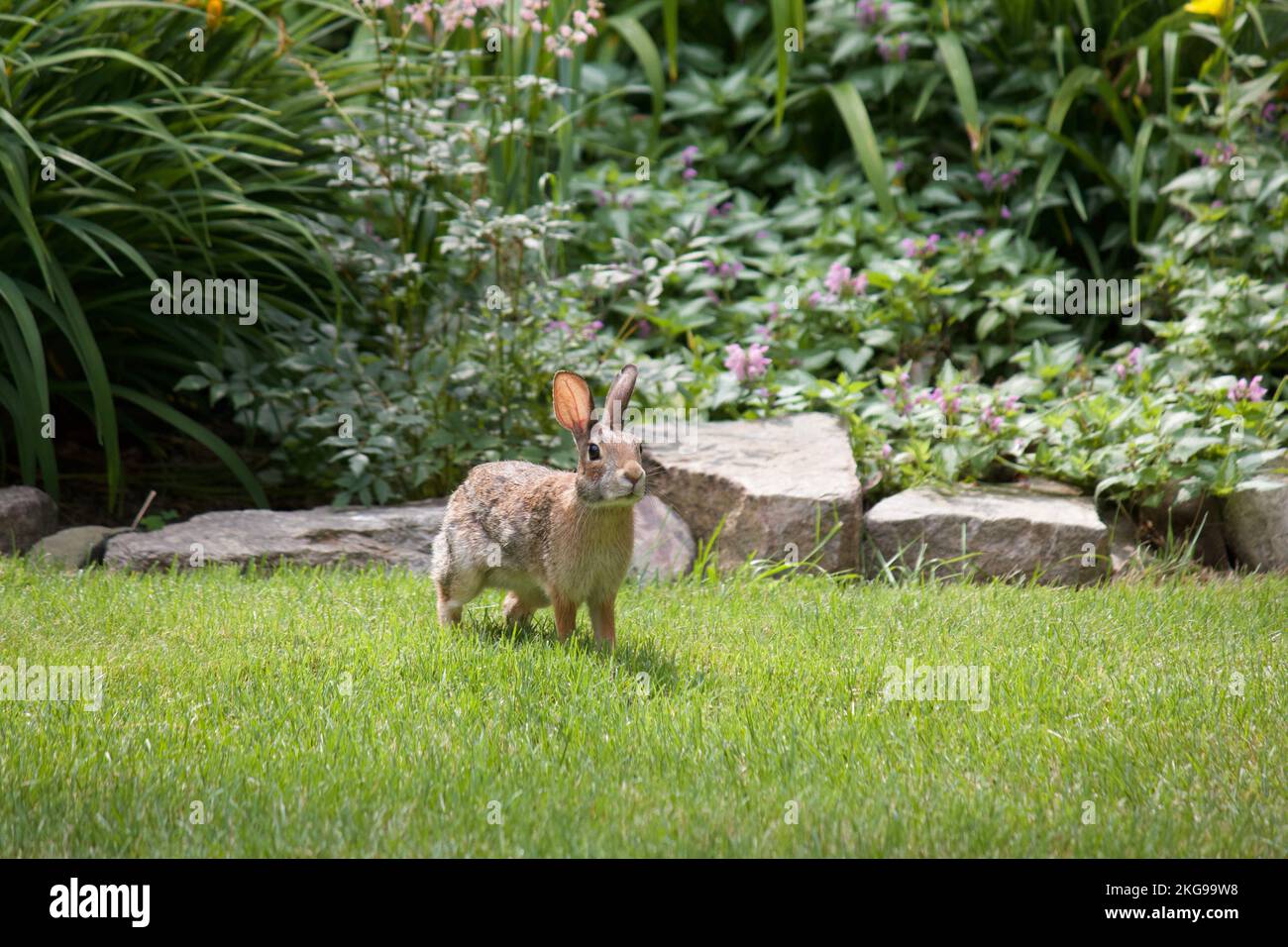 The cutest fluffy hare on the grass surrounded by plants and rocks ...