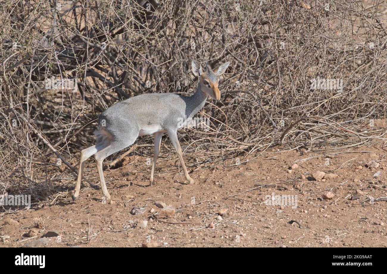 Guenther's dikdik (Madoqua guentheri) in Samburu National Reserve Stock ...