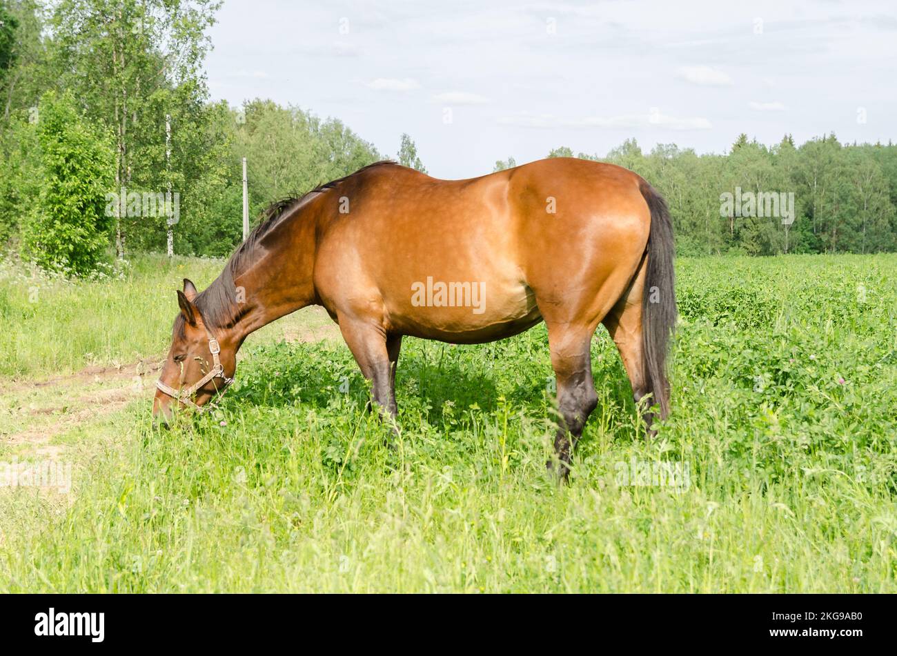 Light bay horse hi-res stock photography and images - Alamy