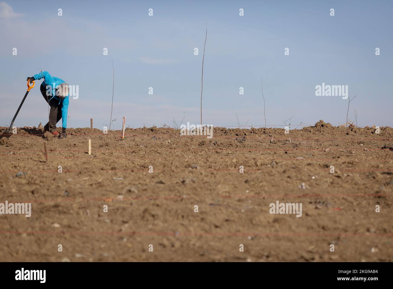 Senior woman using a shovel on dry, arid and dusty soil during a ...