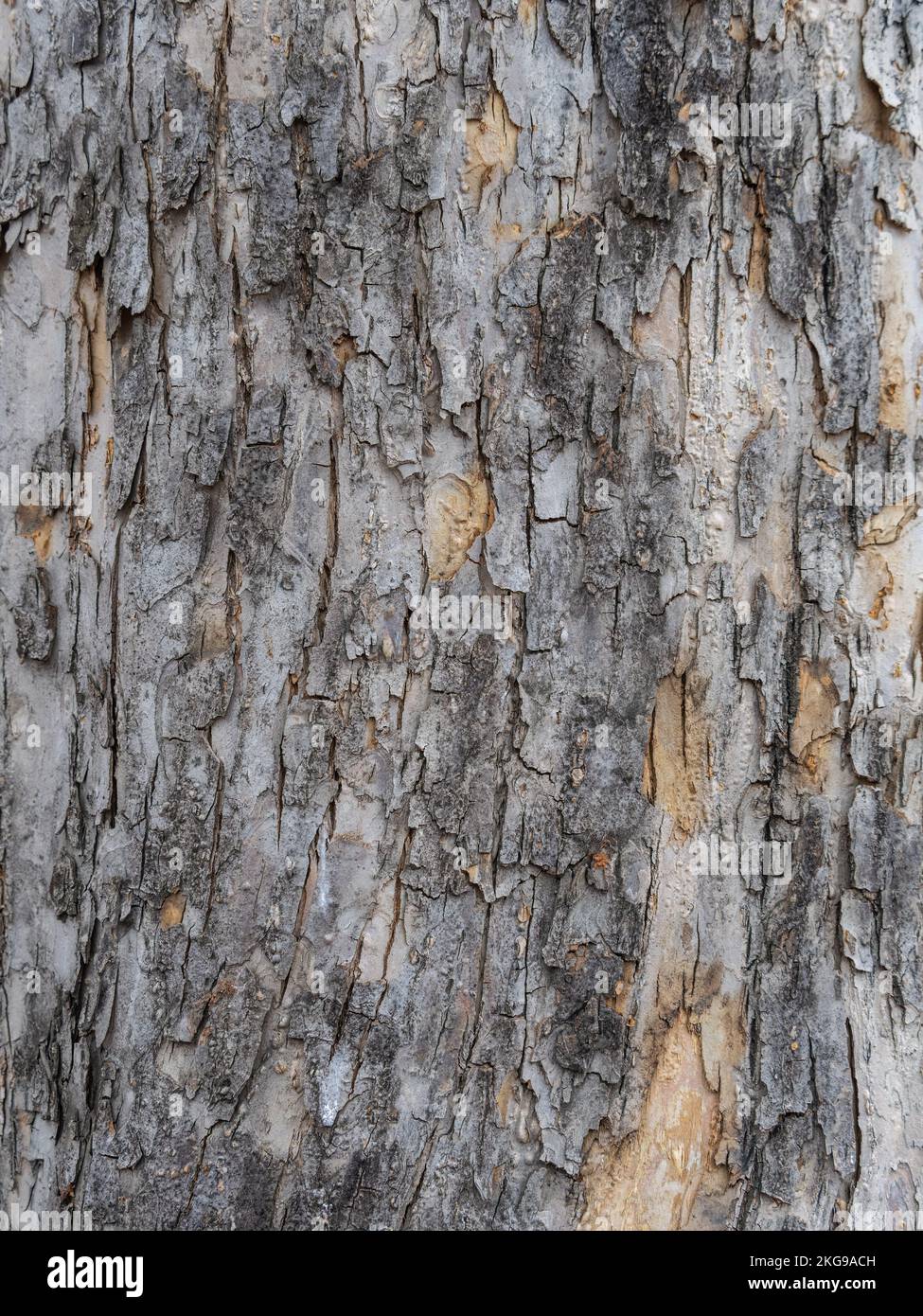 The texture of the bark of an old apple tree. Detailed bark texture ...