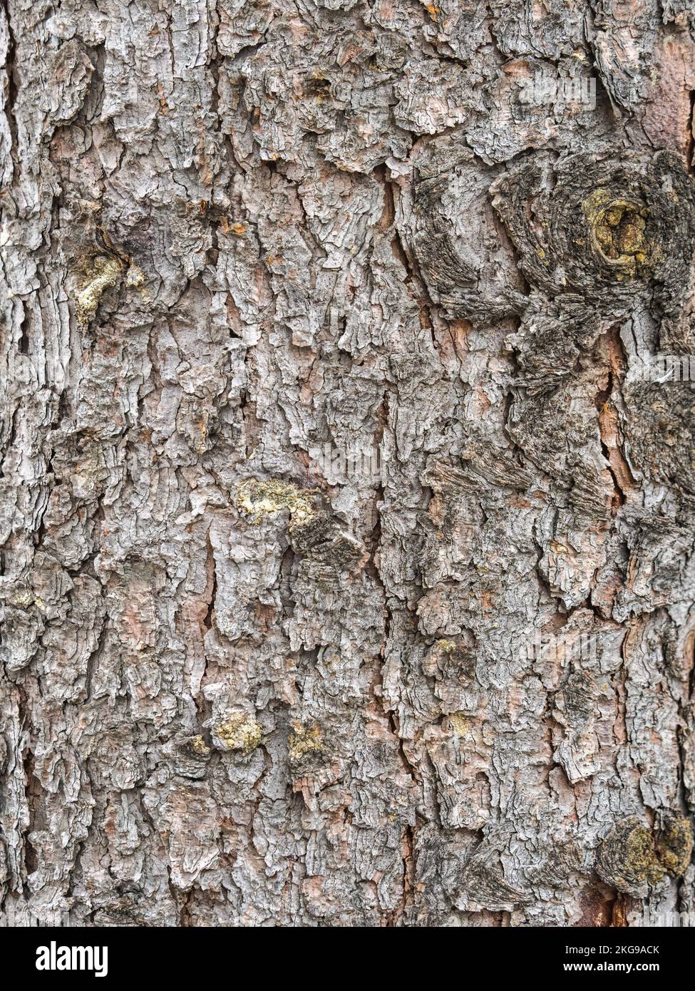 Bark texture and background of a old fir tree trunk. Detailed bark ...