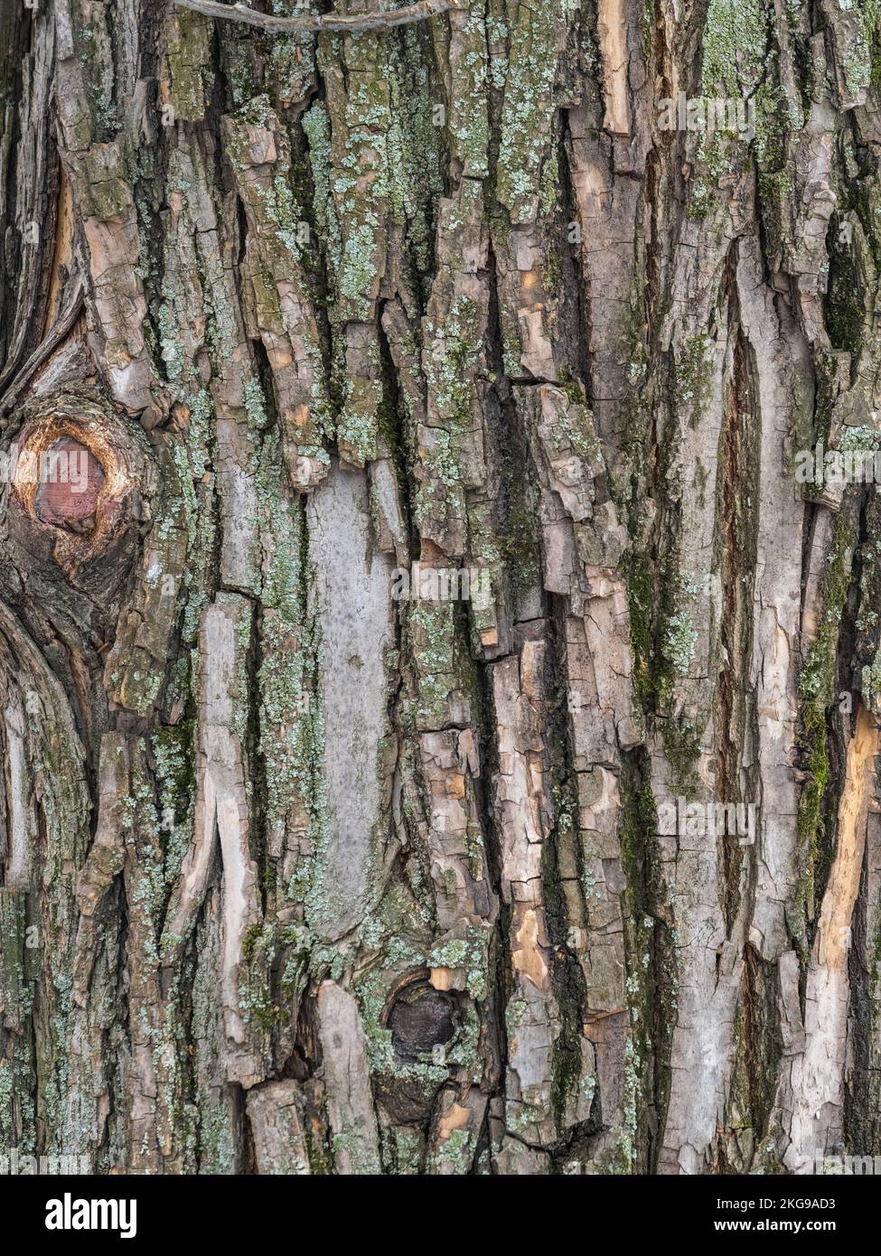 The texture of the bark of an old willow. Detailed bark texture ...