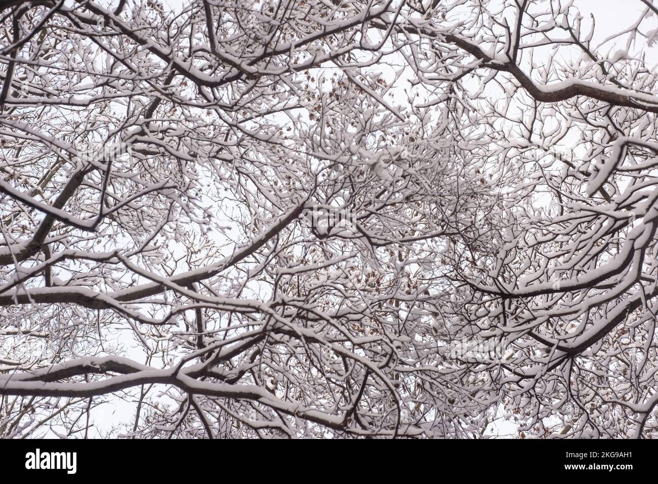 snowy winter forest with oak tree pillars Stock Photo - Alamy