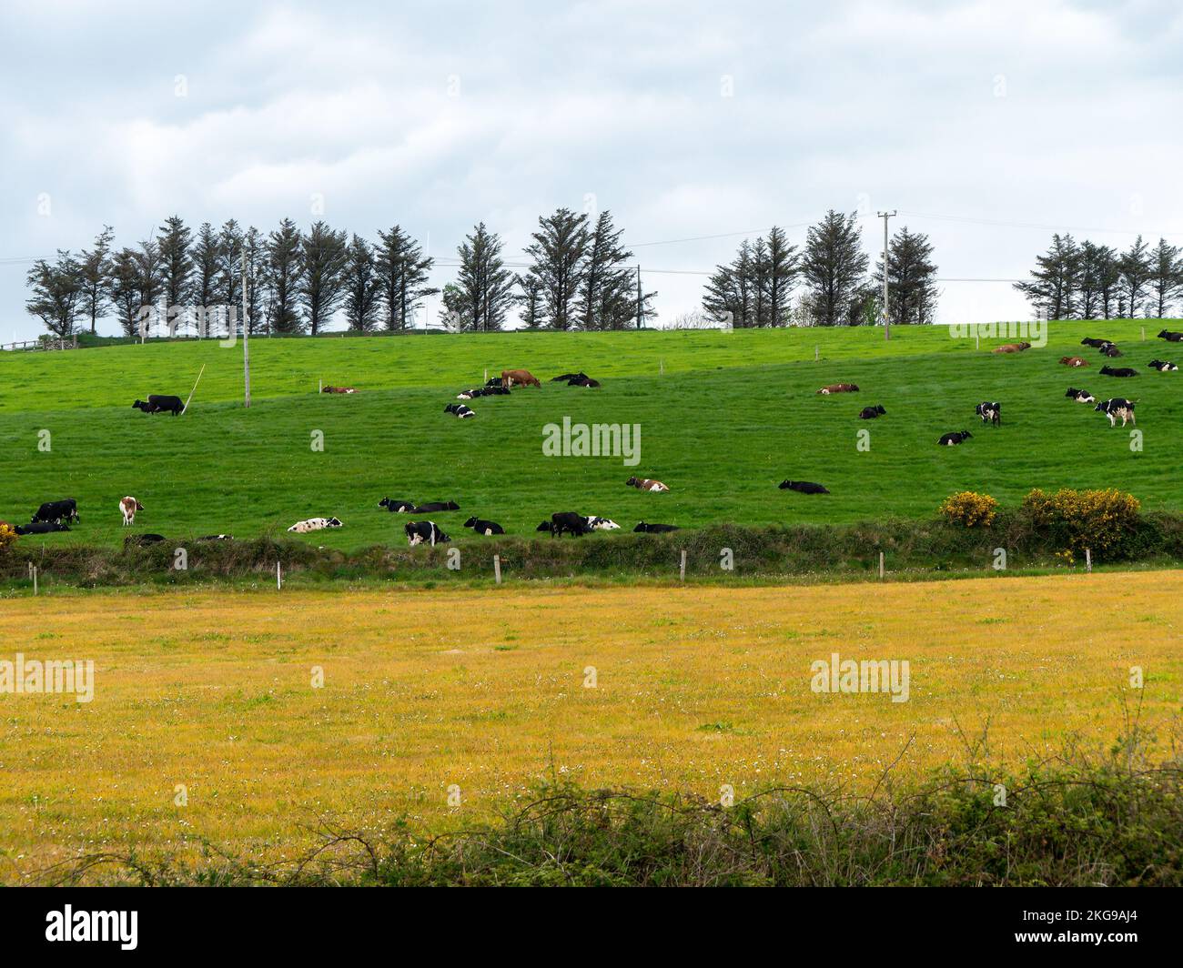 Village fields and pastures. Cows in a green meadow. Agrarian European ...