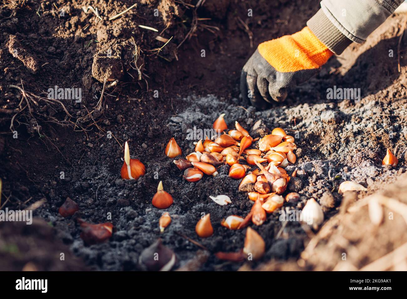 Tulip bulbs fall planting. Gardener puts bulbs in soil with ash. Autumn ...