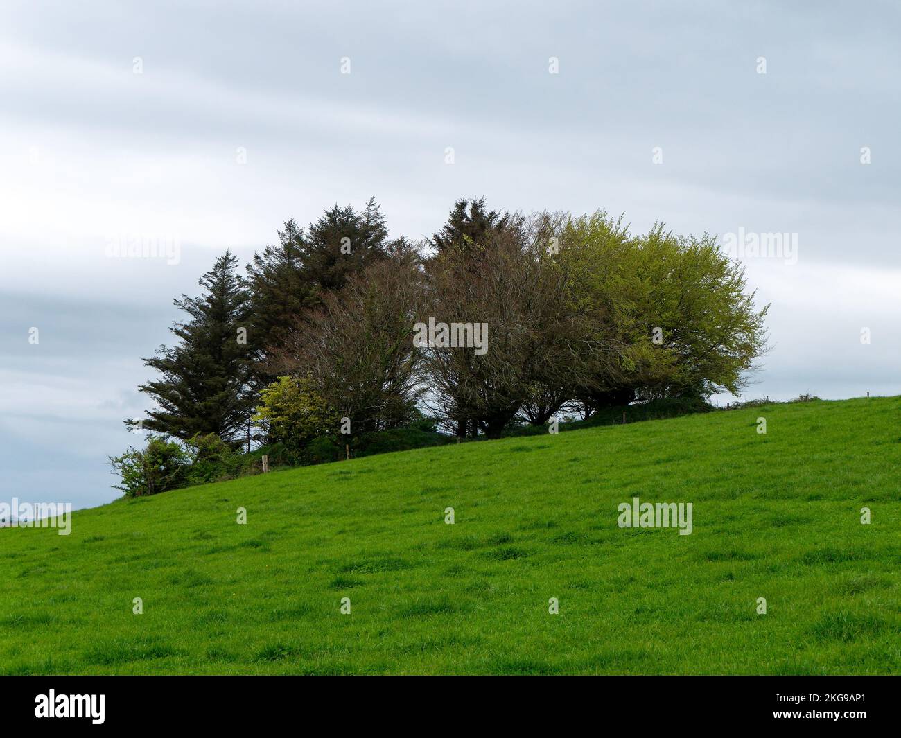 Several trees grow on the slope of a green hill on a spring day. Cloudy ...