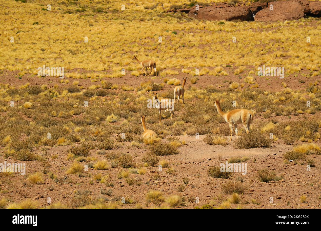Herd of Wild Vicunas Grazing on the Arid Desert of Los Flamencos ...