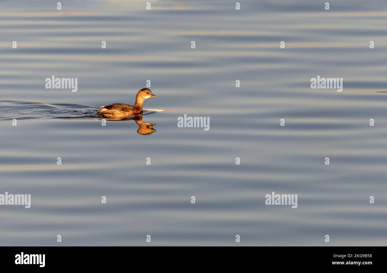 Grebe duck ducklings hi-res stock photography and images - Alamy