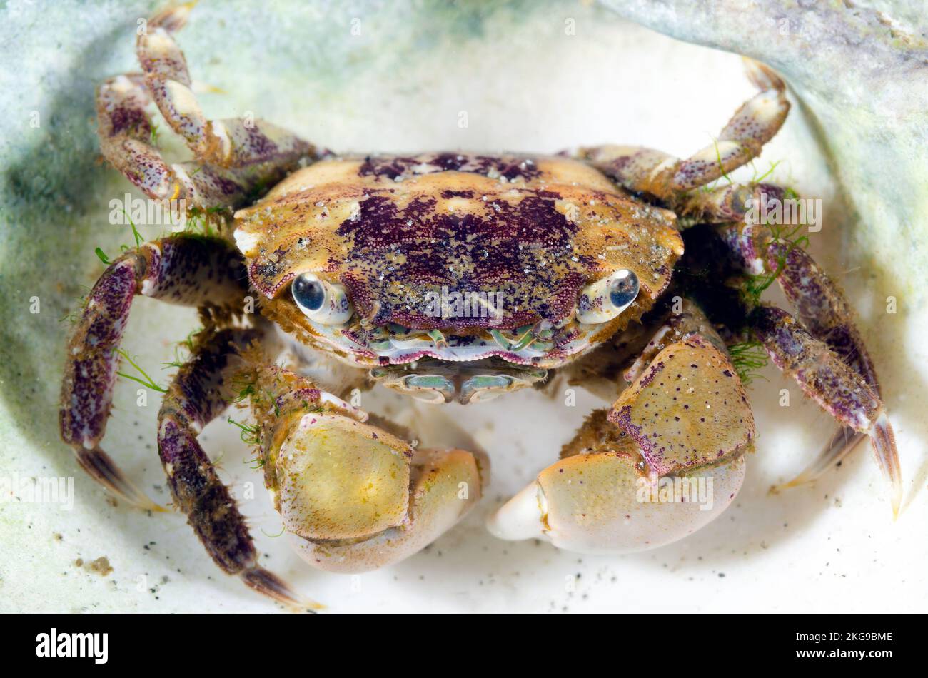 Shore crab (Hemigrapsus oregonensis Stock Photo - Alamy