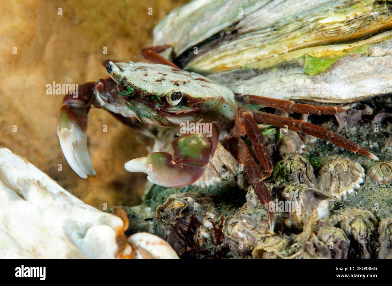 Shore crab (Hemigrapsus oregonensis Stock Photo - Alamy