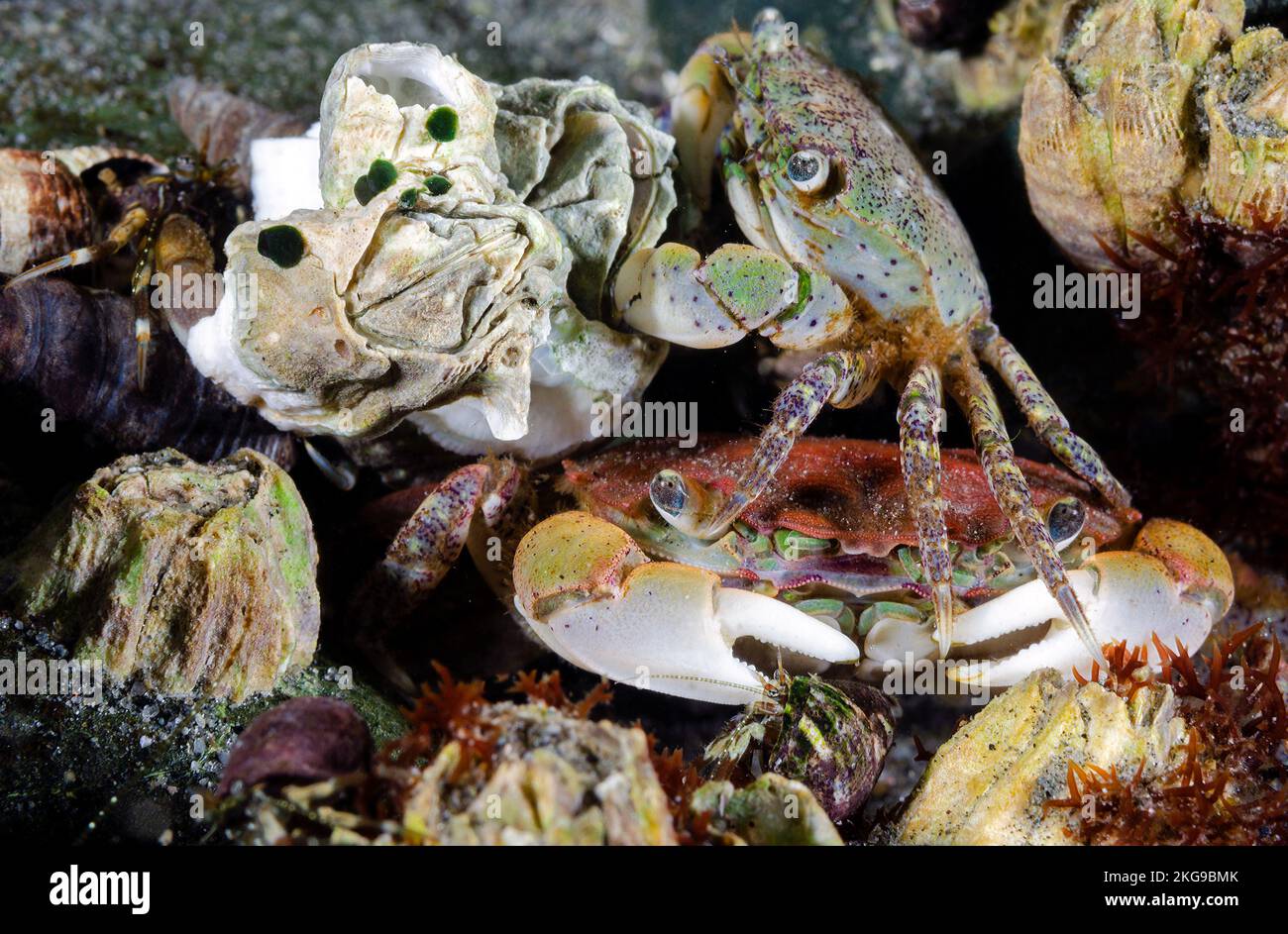 Shore crab (Hemigrapsus oregonensis Stock Photo - Alamy