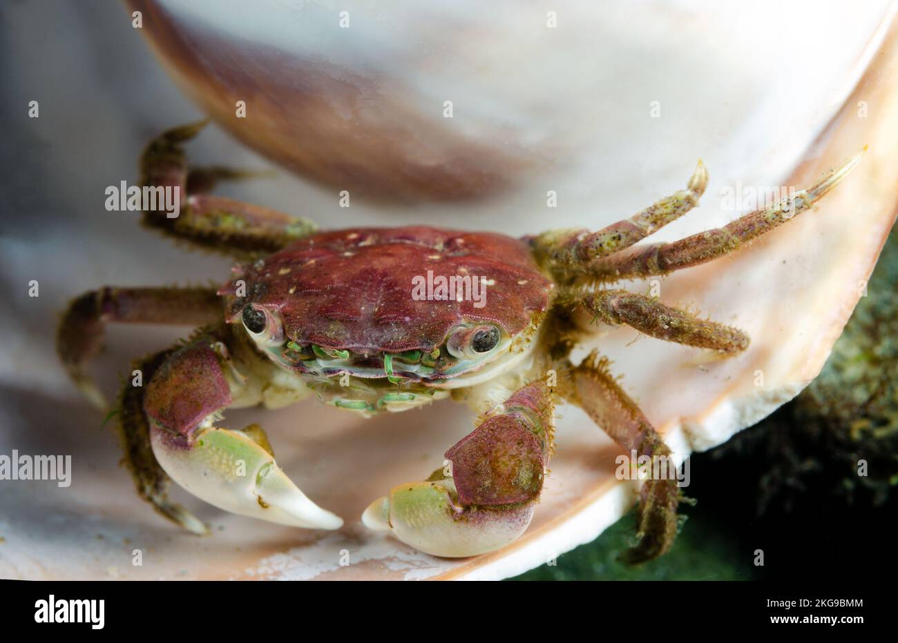 Shore crab (Hemigrapsus oregonensis Stock Photo - Alamy