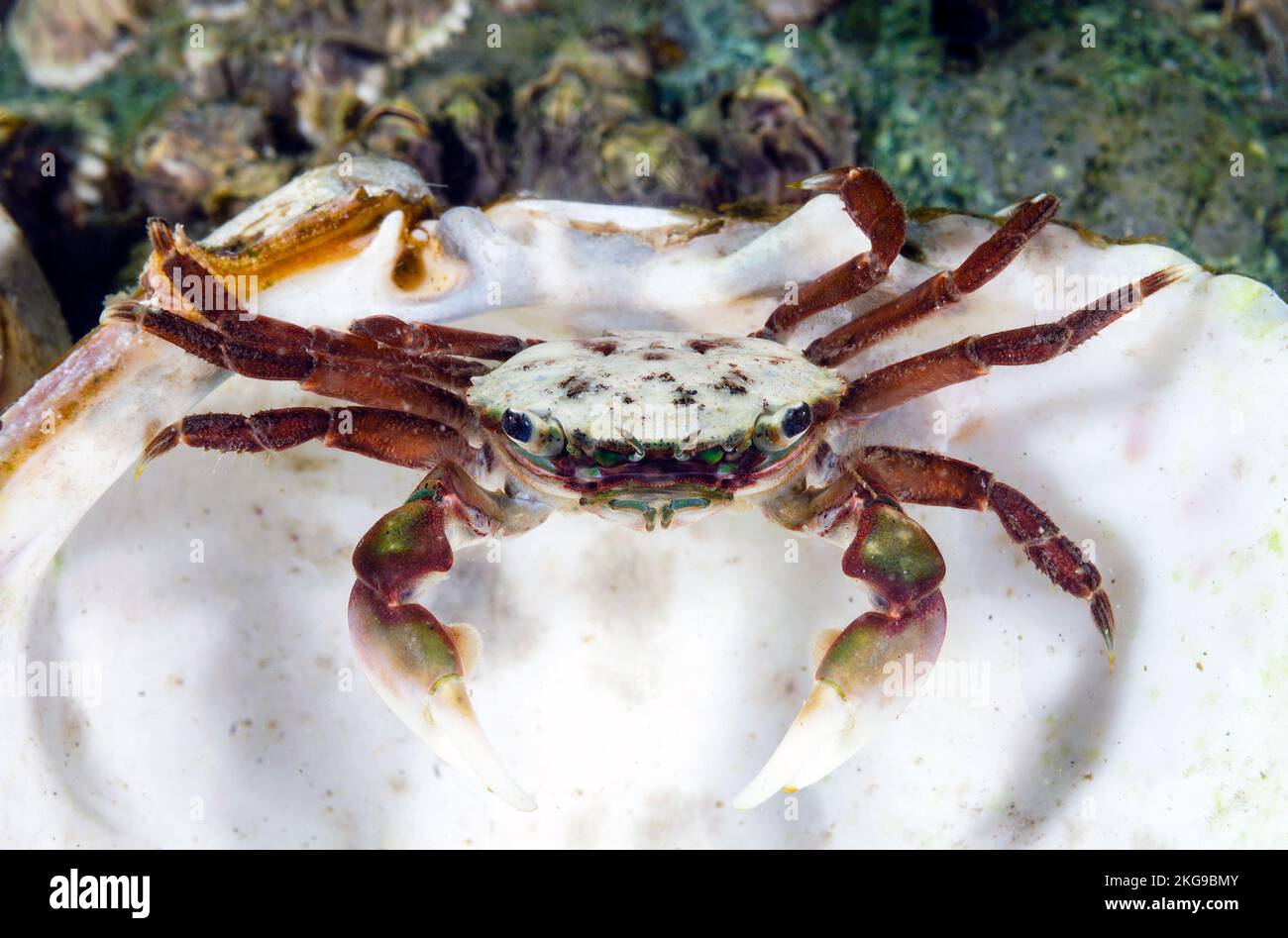 Shore crab (Hemigrapsus oregonensis Stock Photo - Alamy