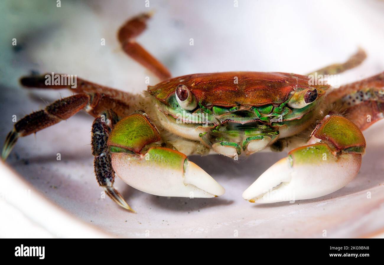 Red shore crab Stock Photo - Alamy