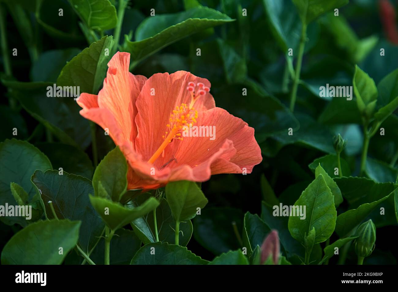 Orange hibiscus bush flower malvaceae hi-res stock photography and ...