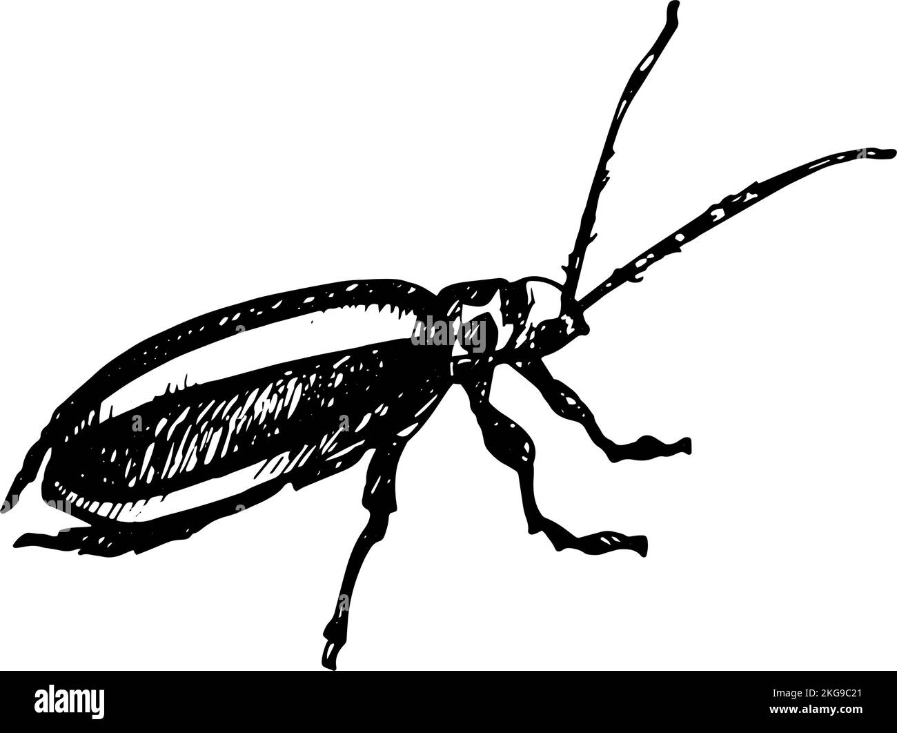 Small Insect Runner Leatherback. Isolated on White Background Stock ...