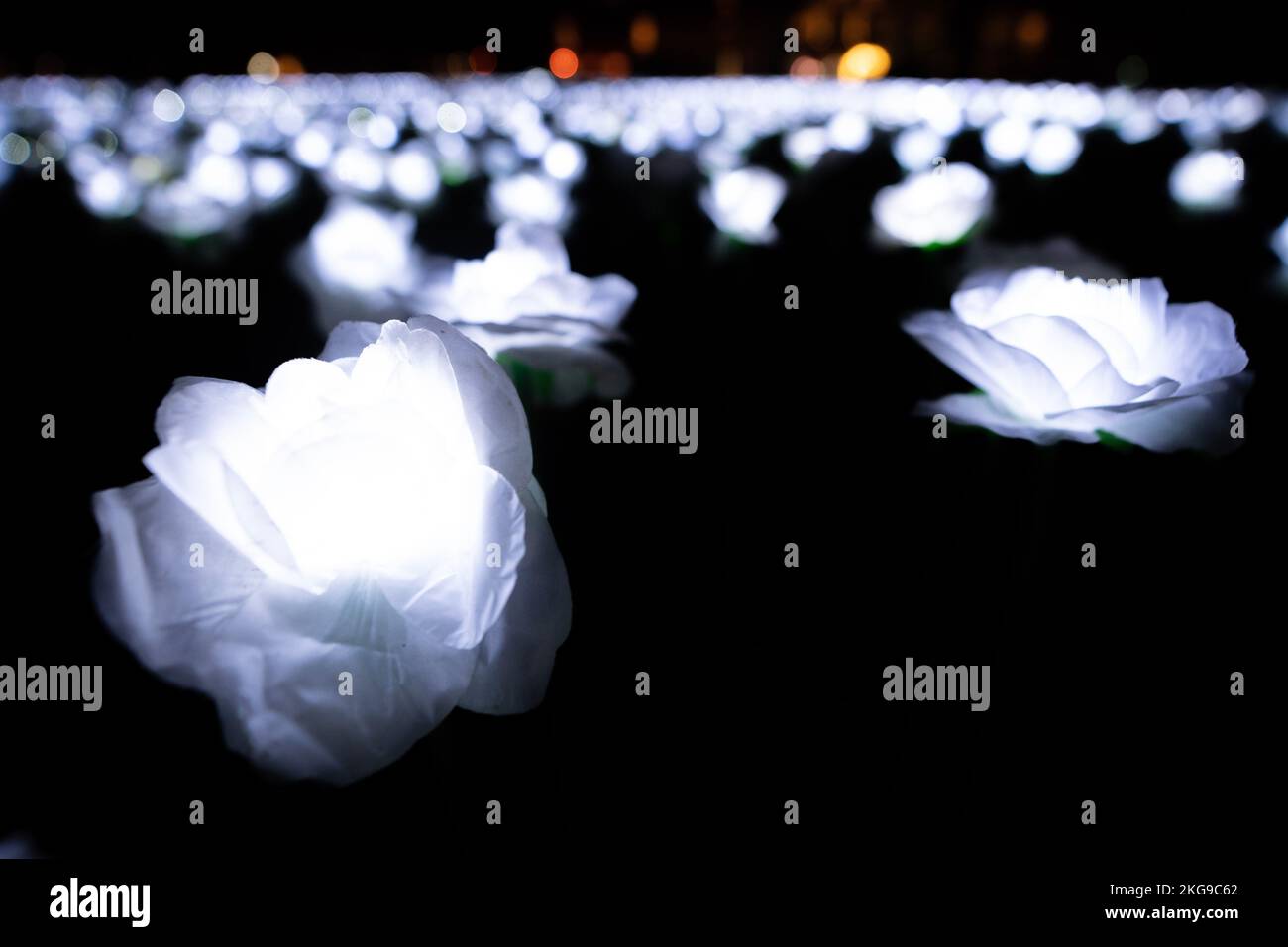 000 illuminated white roses hi-res stock photography and images - Alamy