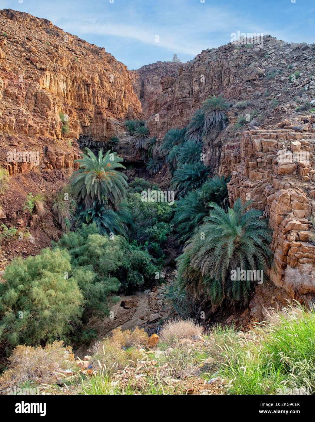 Palm trees, the water quelle, the Jordan Kingdom Stock Photo - Alamy