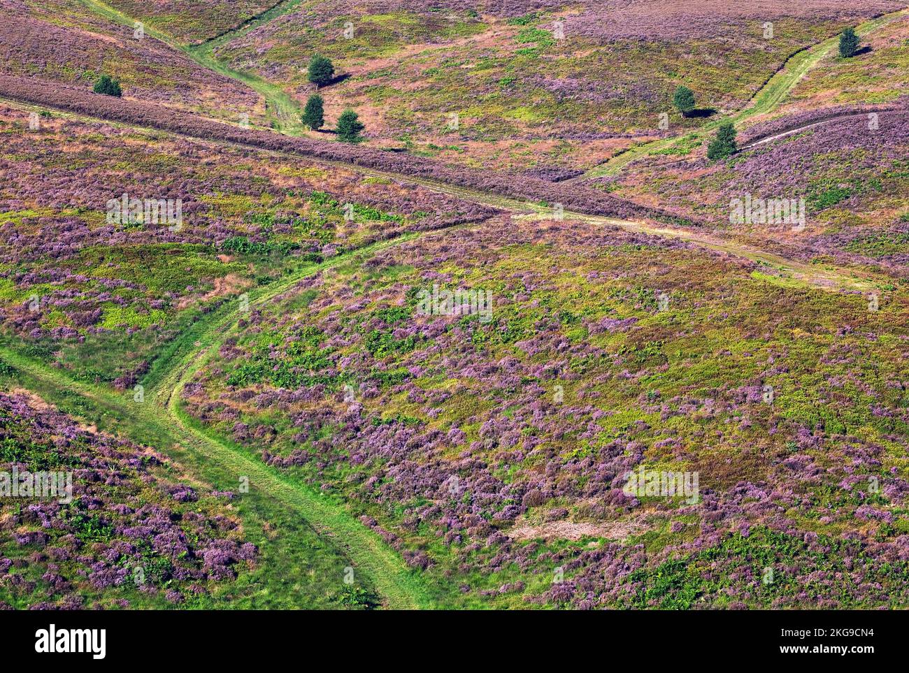 Heathland heather on Cannock Chase Area of Oustanding Natural Beauty in ...