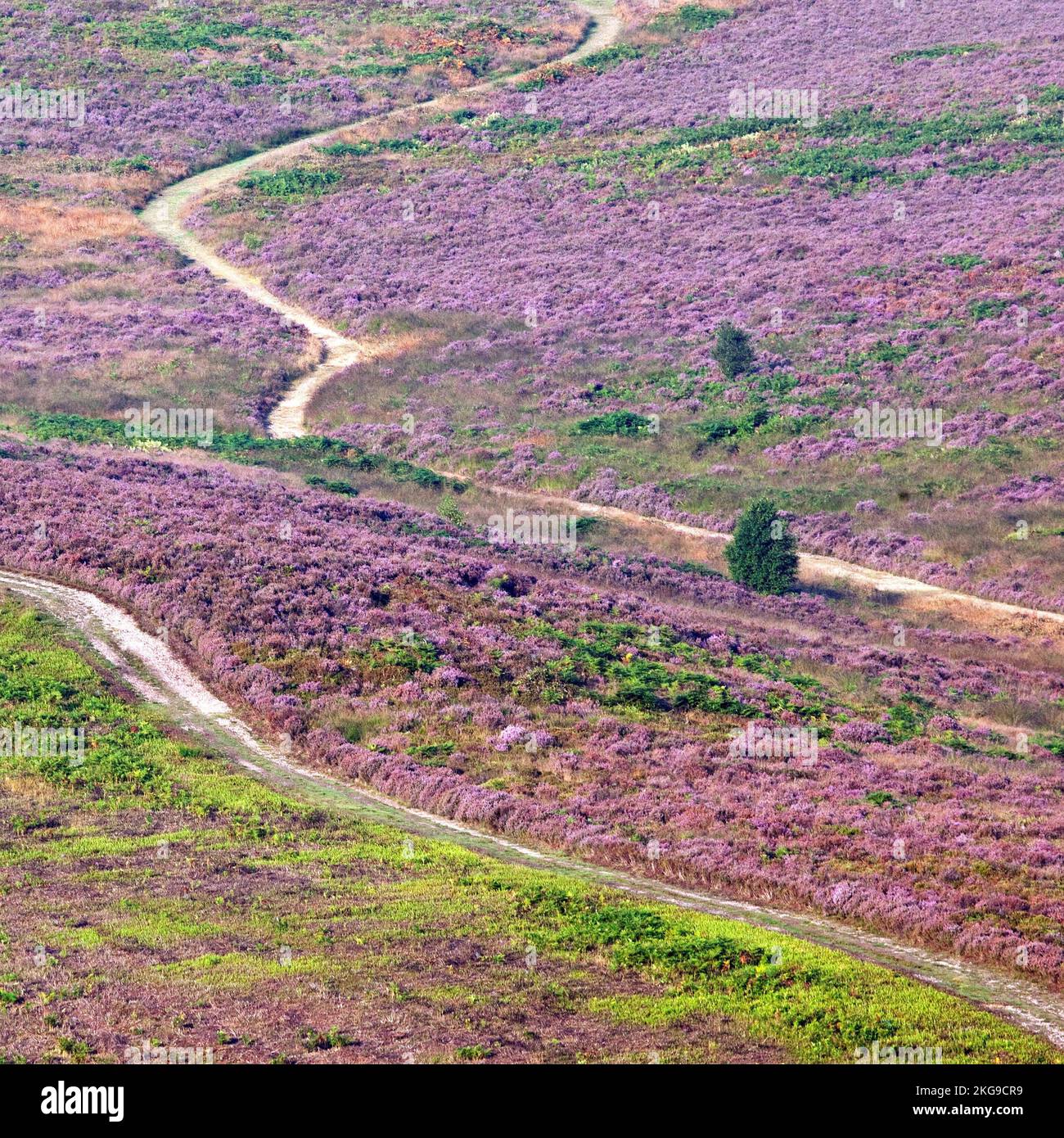 Winding footpaths through Heather in bloom in late summer Cannock Chase ...