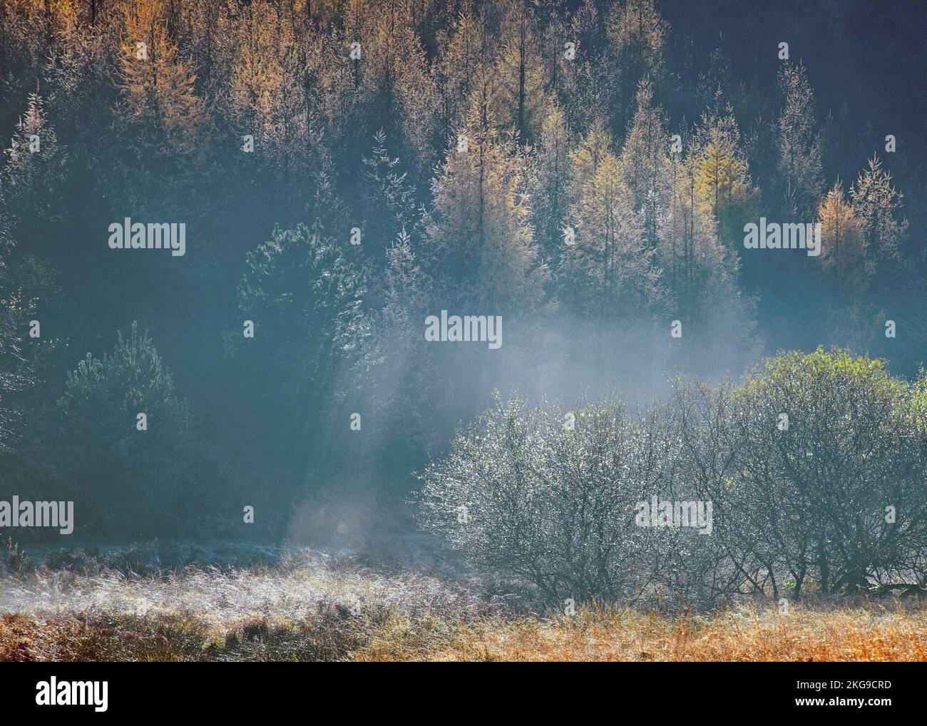 Mist in late autumn Sherbrook Valley Cannock Chase Country Park AONB ...
