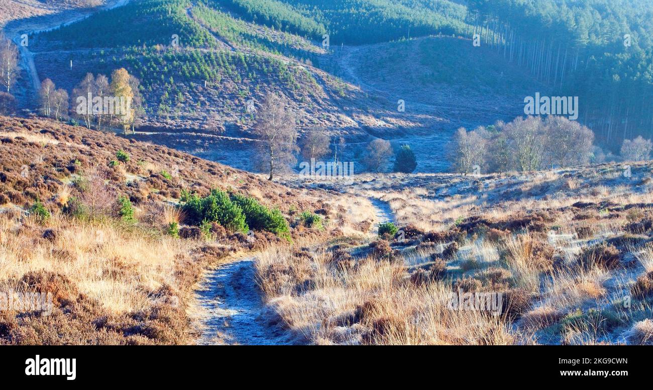 Frosty very cold late autumn path to Sherbrook Valley Cannock Chase ...
