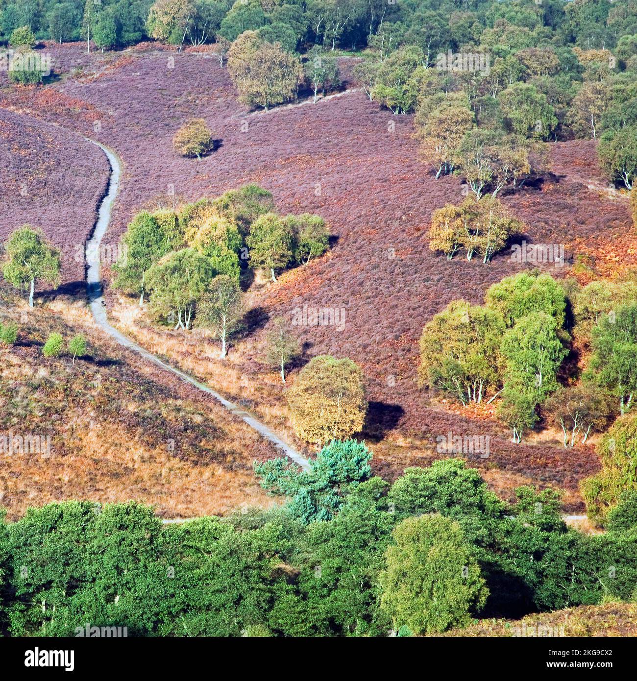 Heathland Hills in autumn colour on Cannock Chase Country Park AONB ...