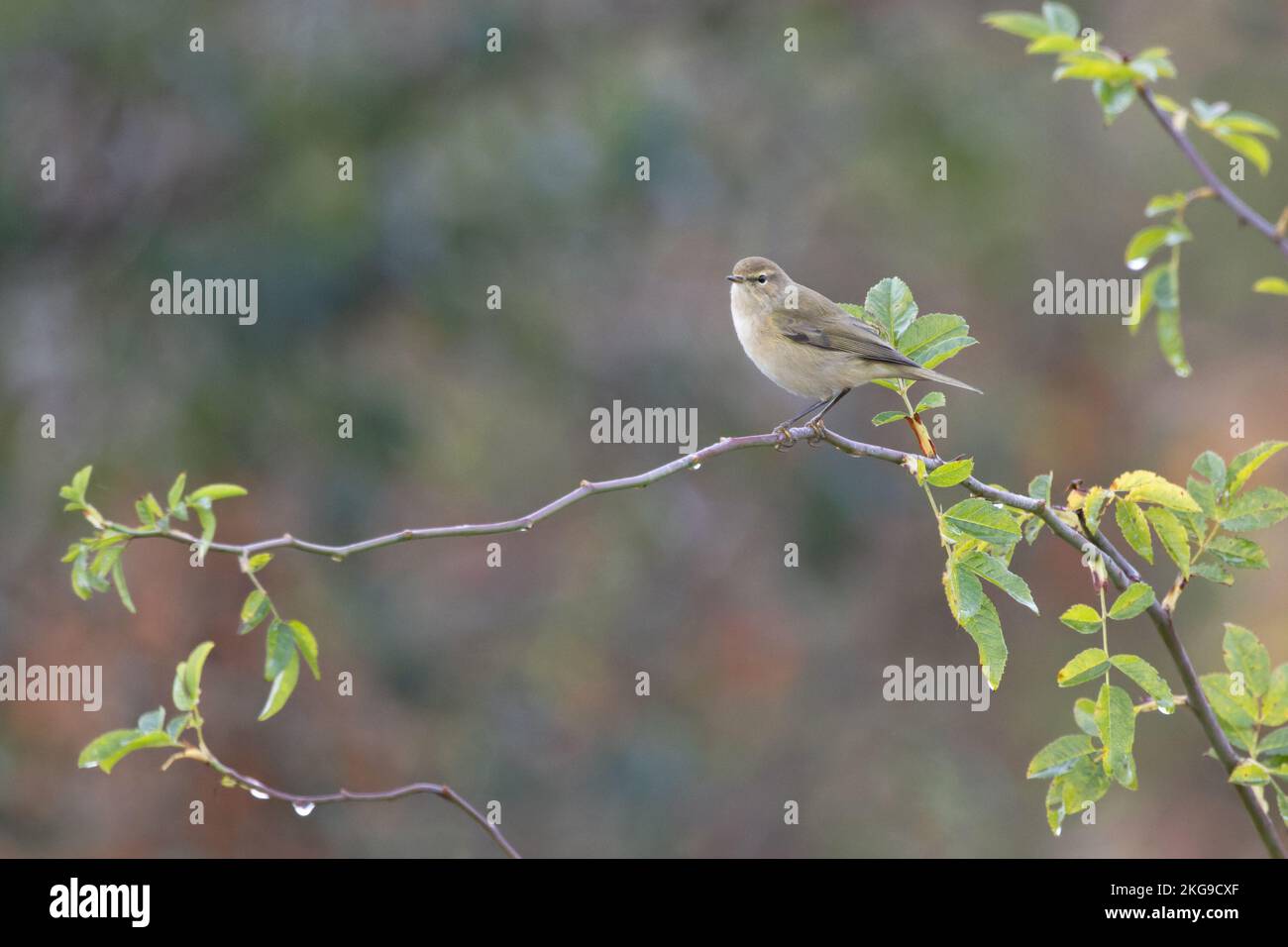 Common Chiffchaff (Phylloscopus collybita) Norfolk GB UK November 2022 ...