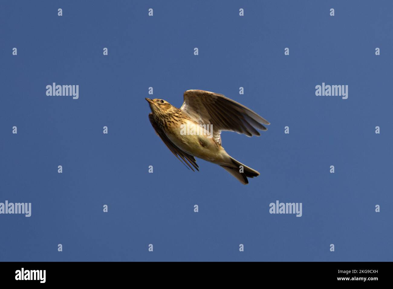 Skylark flying uk hi-res stock photography and images - Alamy