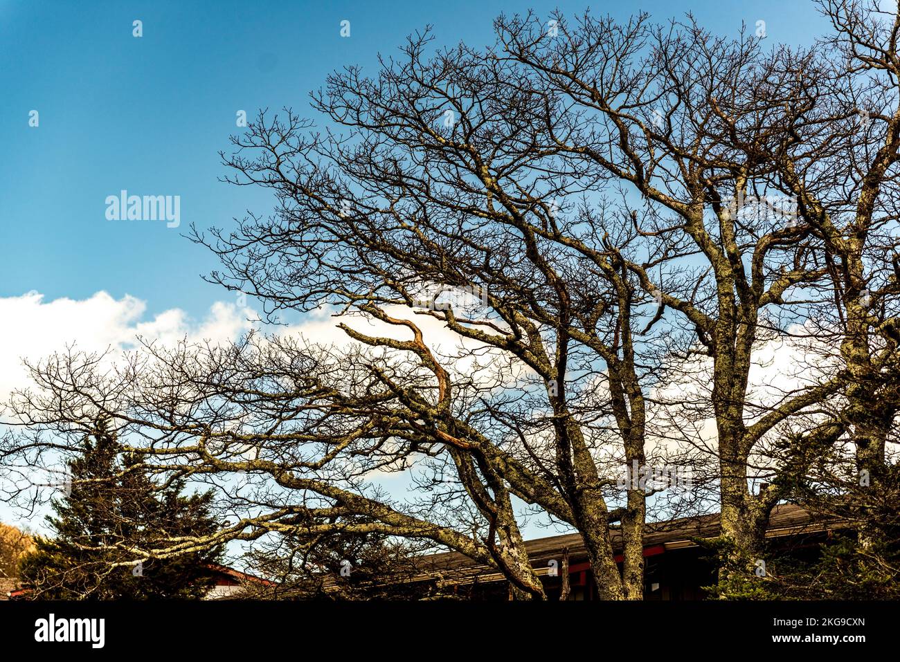 The high trees with hills in the Blue ridge parkway under the blue sky ...