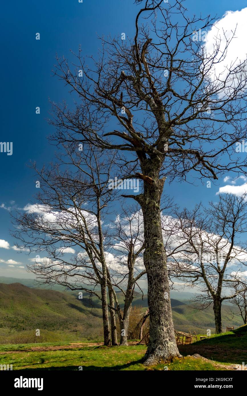 A vertical shot of high trees with hills in the Blue ridge parkway ...