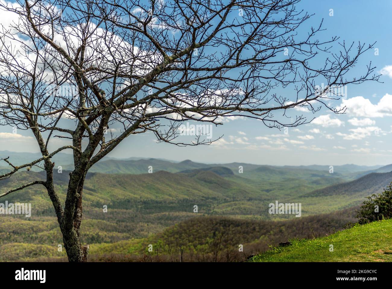 A high tree with hills in the Blue ridge parkway under the blue sky ...