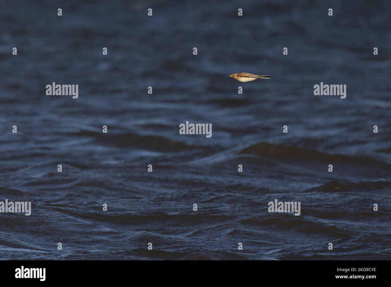 Migrant migrating migration bird norfolk hi-res stock photography and ...