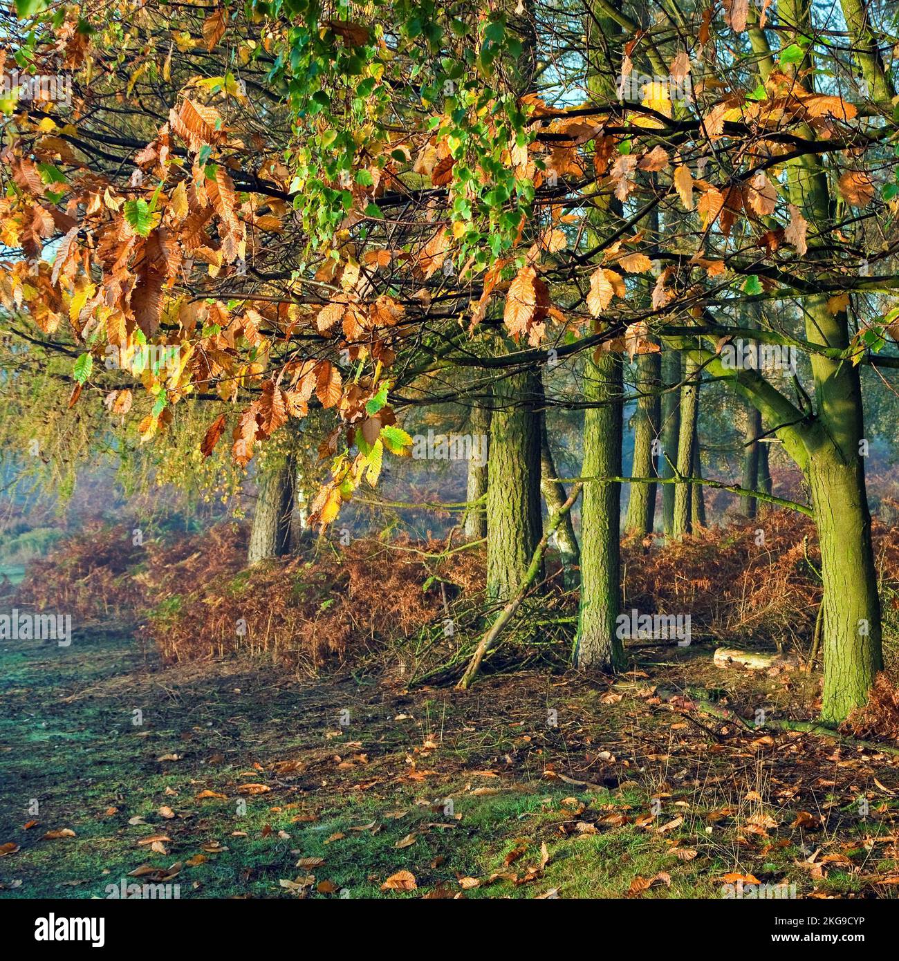 Deciduous Woodland in autumn Cannock Chase Country Park AONB (area of ...