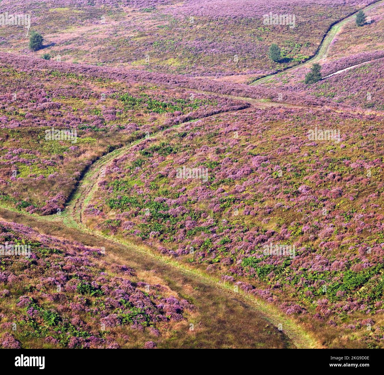 Winding footpaths through Heather in bloom in late summer Cannock Chase ...