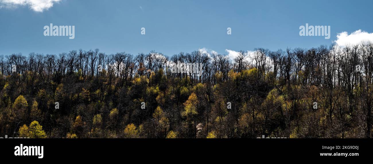 The high trees with hills in the Blue ridge parkway under the blue sky ...