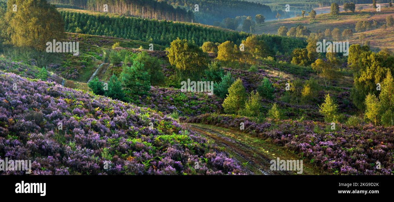 View across the valley to heather clad heathland hills in late summer ...