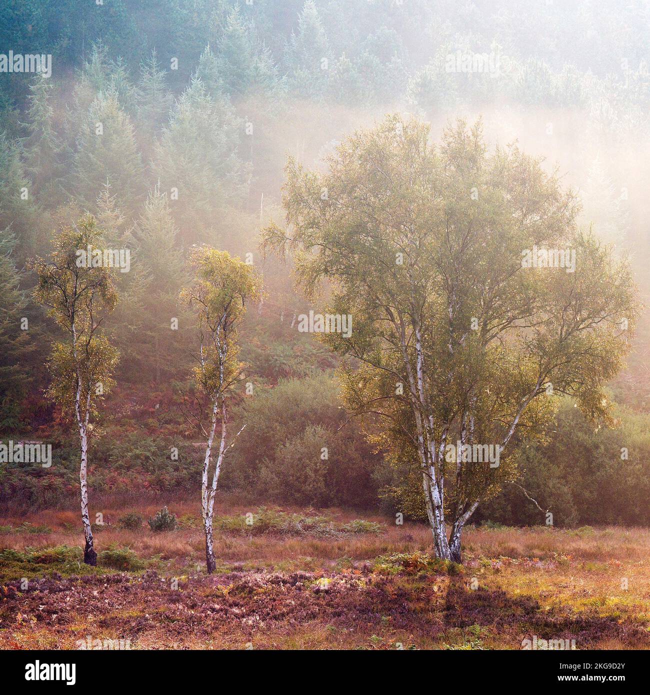 Mists of the forest in late summer into autumn with tints and hues from ...