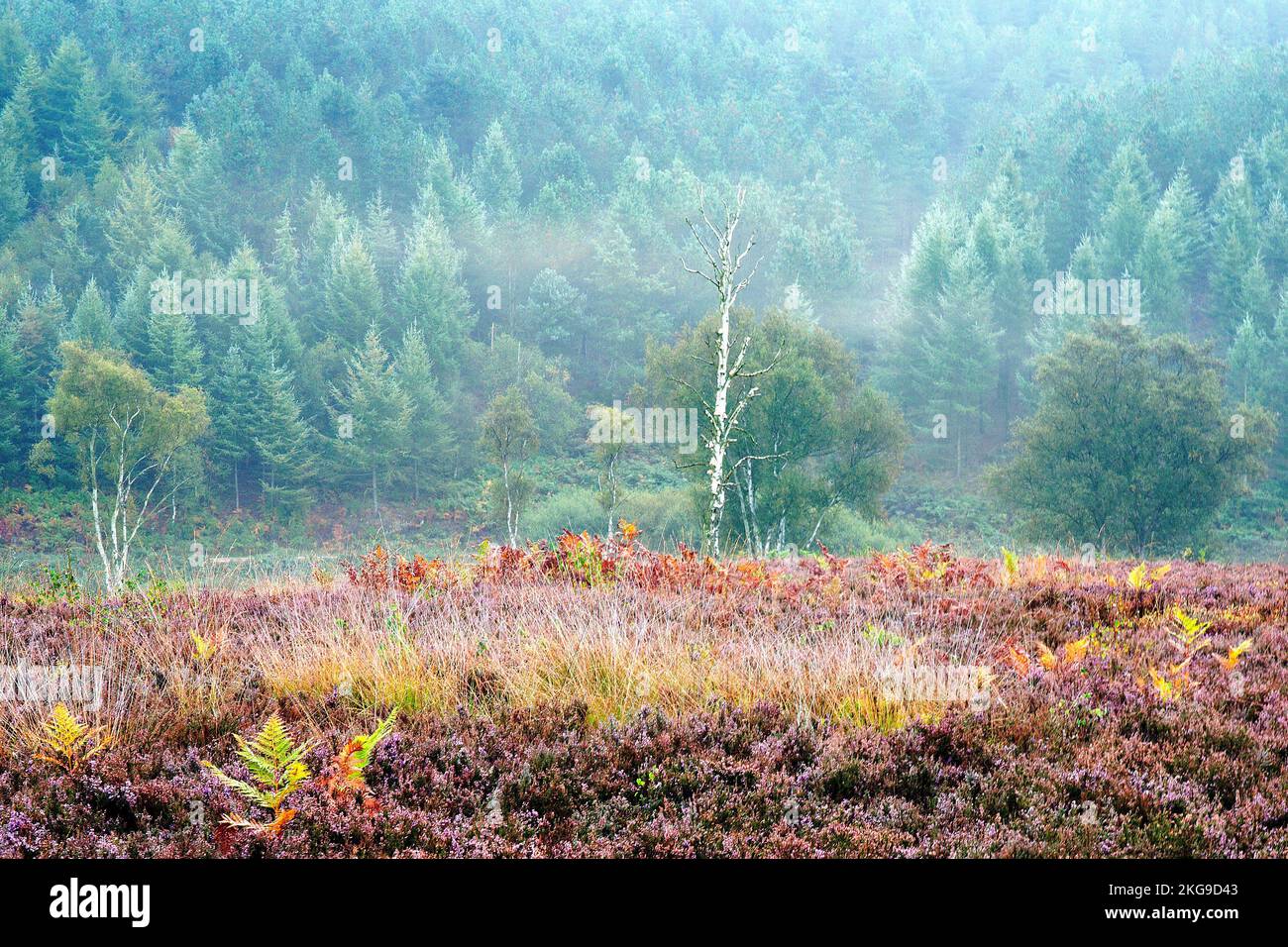 Misty morning in Sherbrook Valley late summer early autumn on Cannock ...