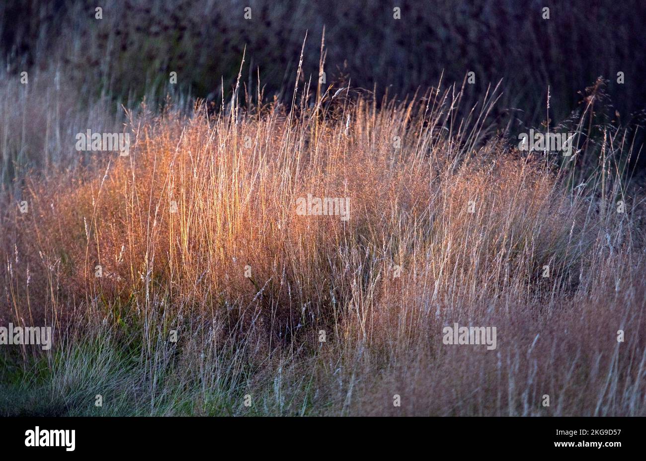 Last embers of warm late evening light on heathland grass in late ...