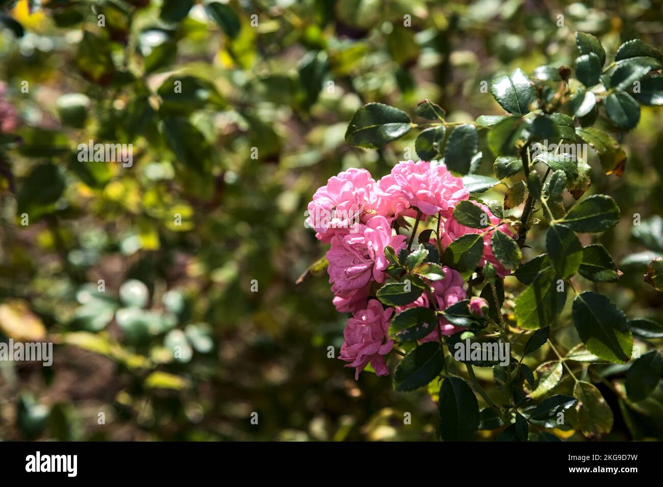 Heaven in a rose hi-res stock photography and images - Alamy