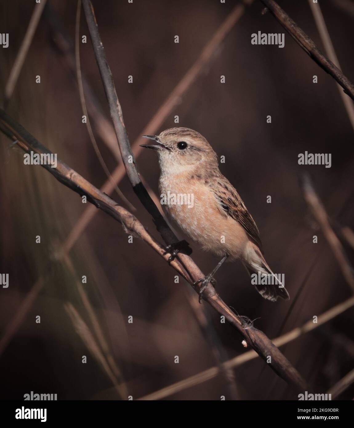 Female common stonechat hi-res stock photography and images - Alamy