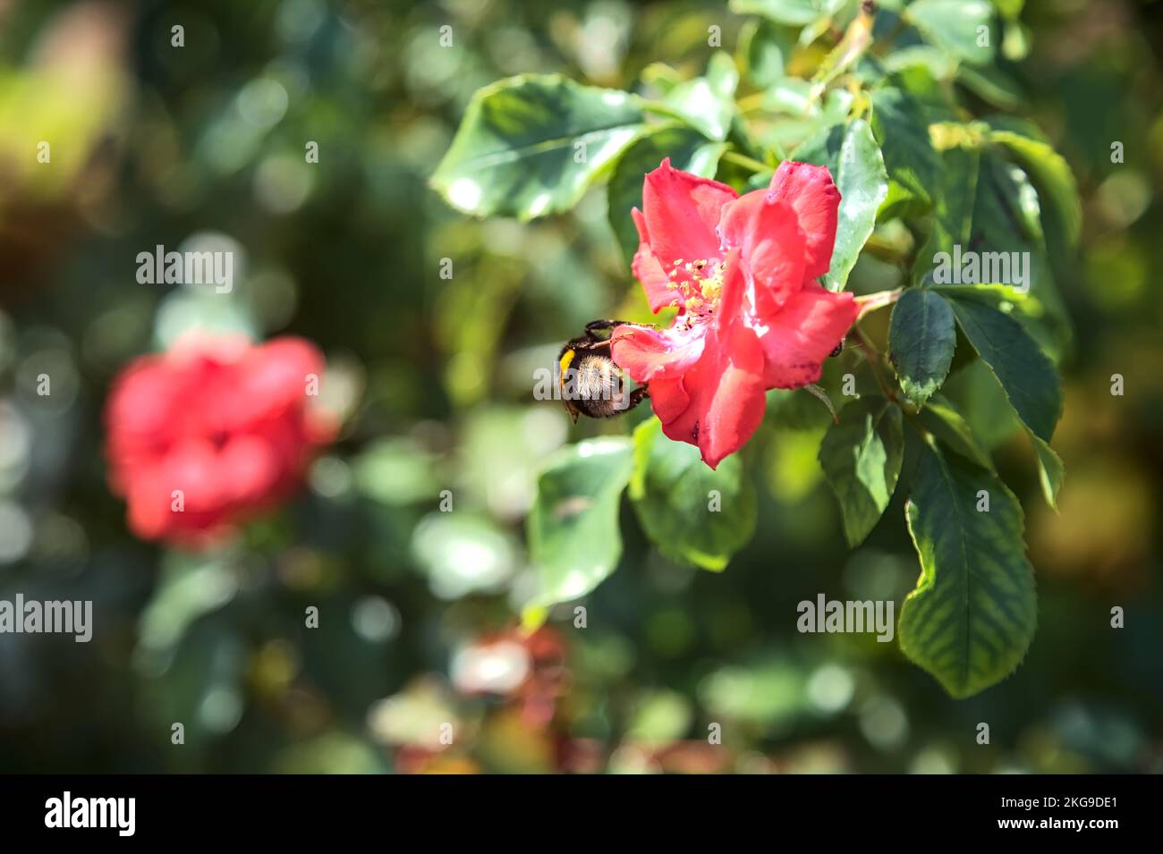 Rose bore hi-res stock photography and images - Alamy