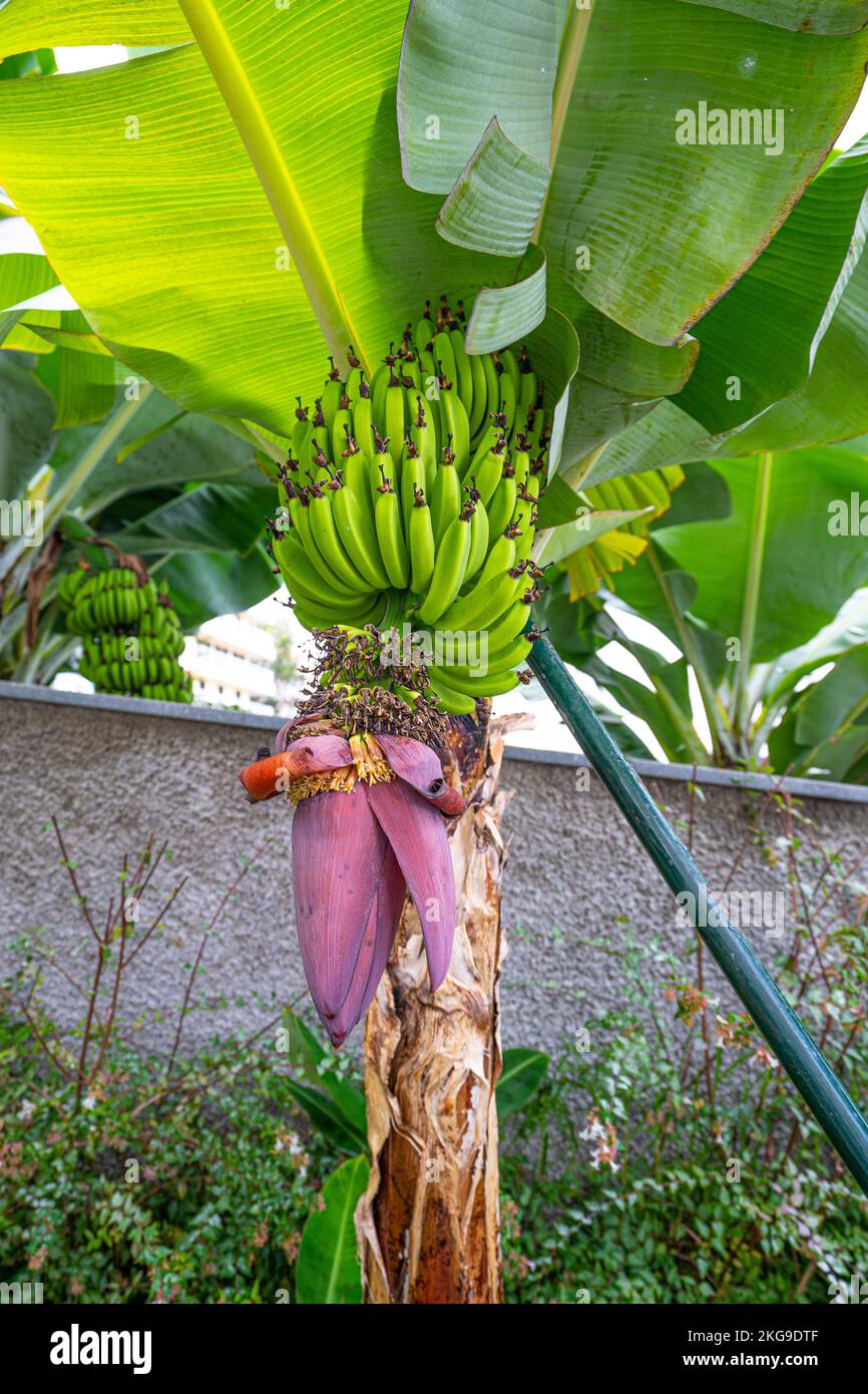 Bananas growing in front of the Dorisol Hotel in Funchal. Very tasty ...