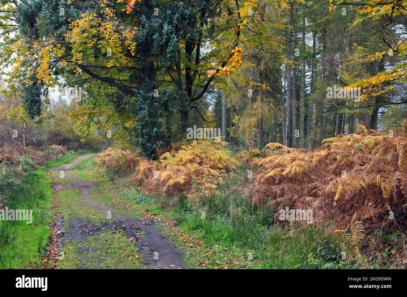 Country track in autumn woodland on Cannock Chase an Area of ...
