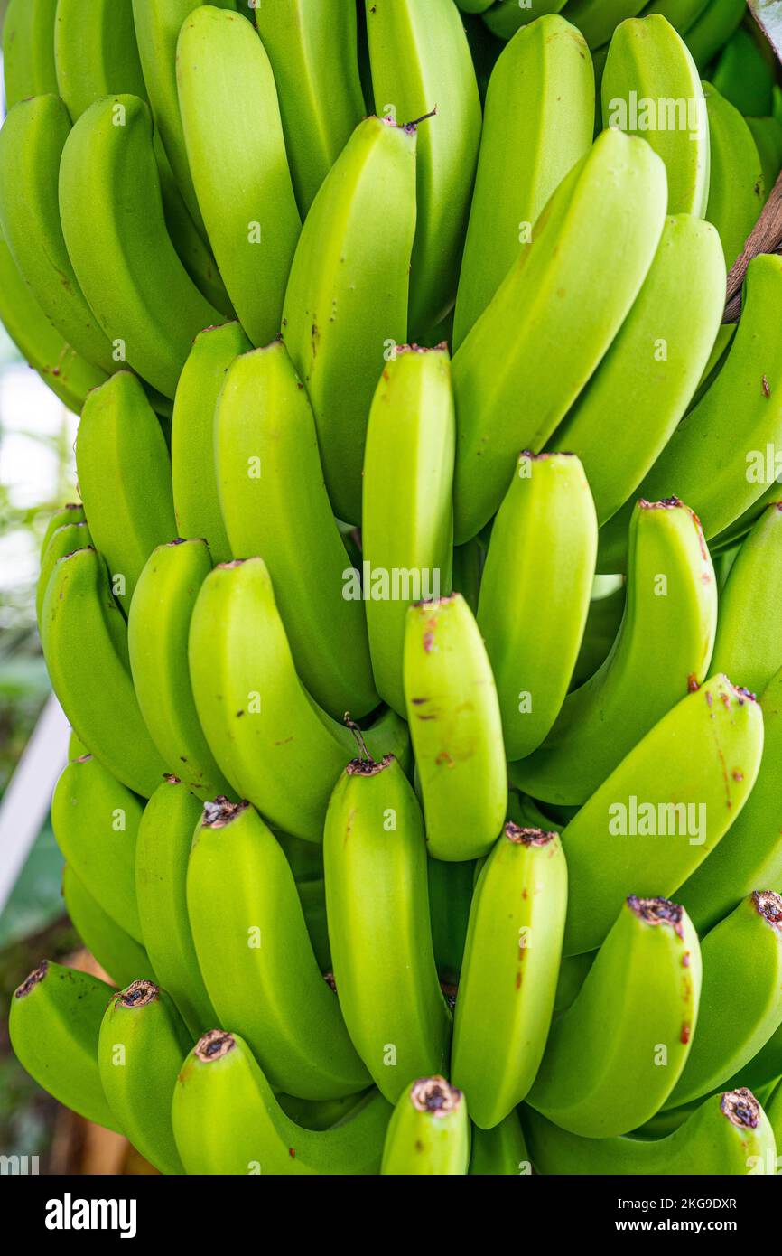 Bananas growing in front of the Dorisol Hotel in Funchal. Very tasty ...